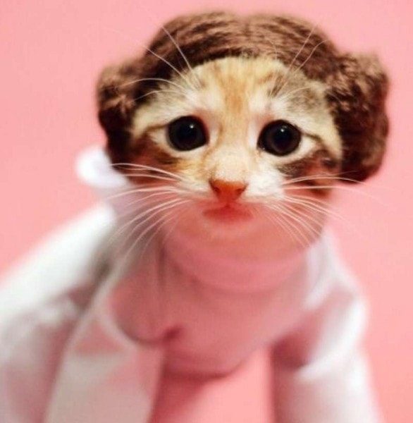 30 Cat Costumes That Are Too Cute | Costume Wall