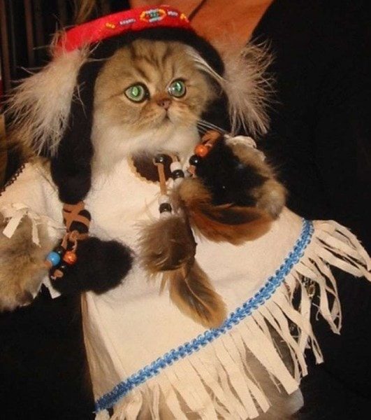 30 Cat Costumes That Are Too Cute | Costume Wall