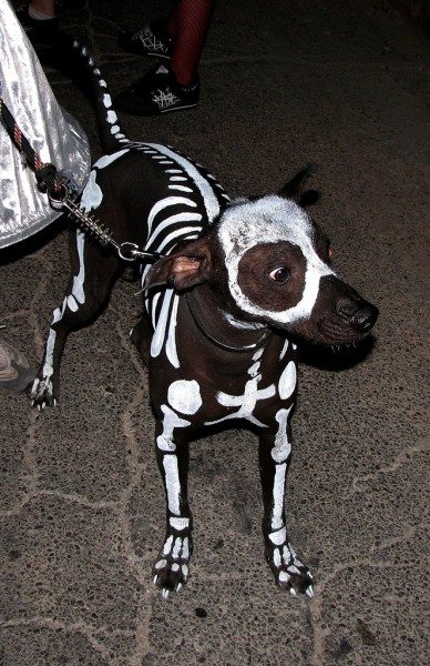 20 of the Best Dog Costumes Ever | Costume Wall